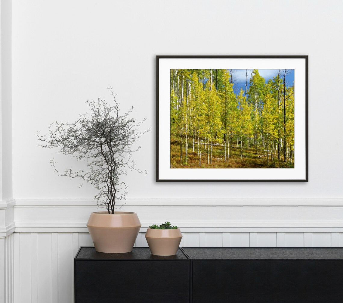 Aspen Trees Photo Photo Print Aspen Print Fall Colors Home - Etsy