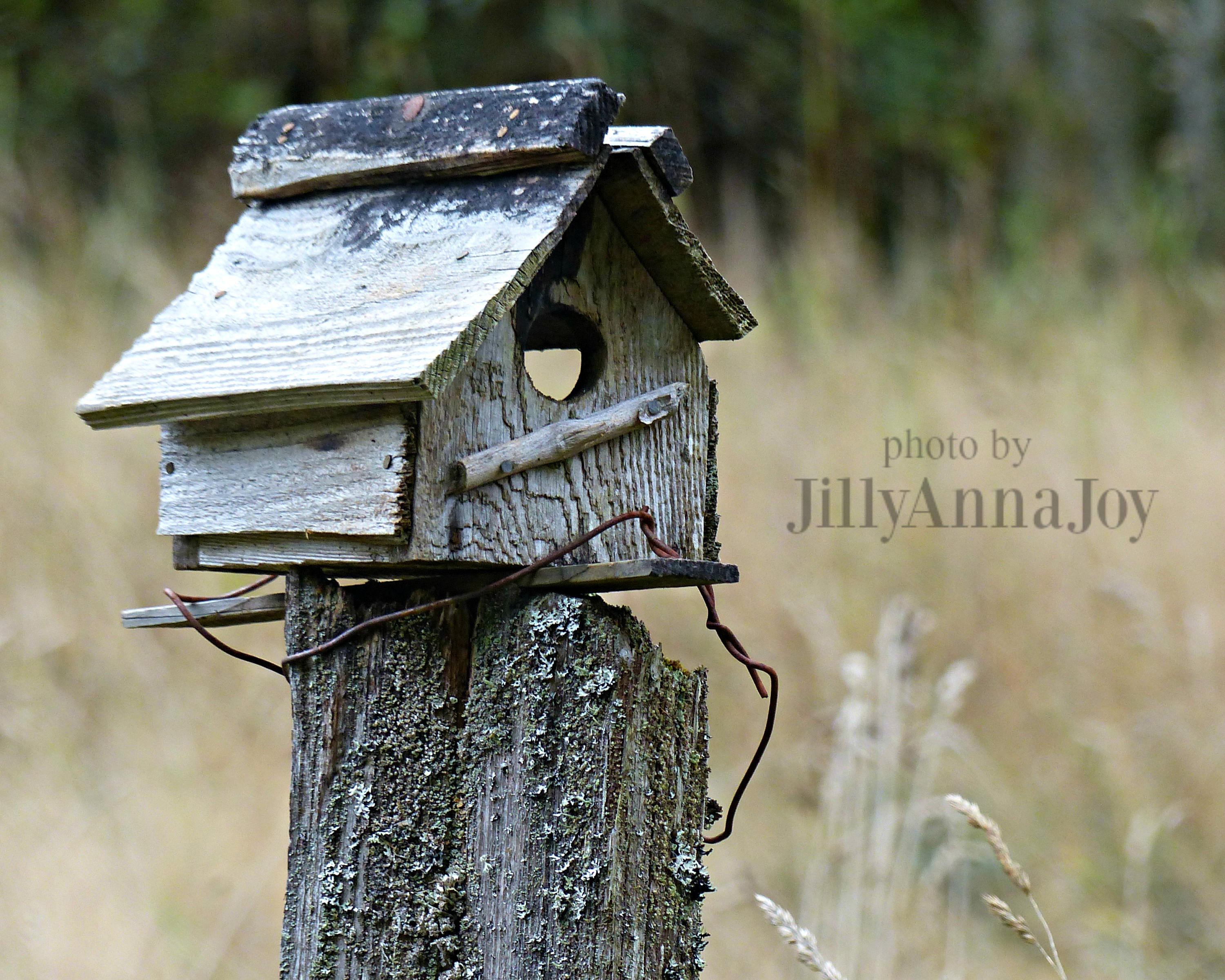 Bird House Photo Photo Art Nature Photography Bird House | Etsy