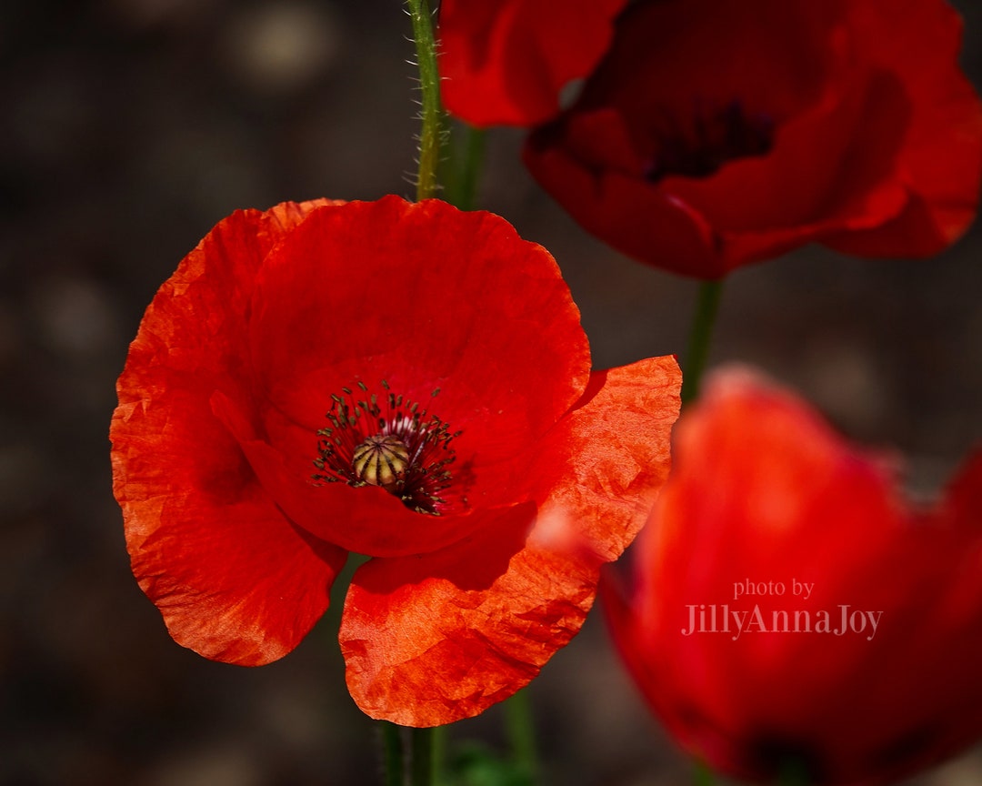 Red Poppy Wall Art, August Birth Flower Art Print, Gift for a Gardener ...