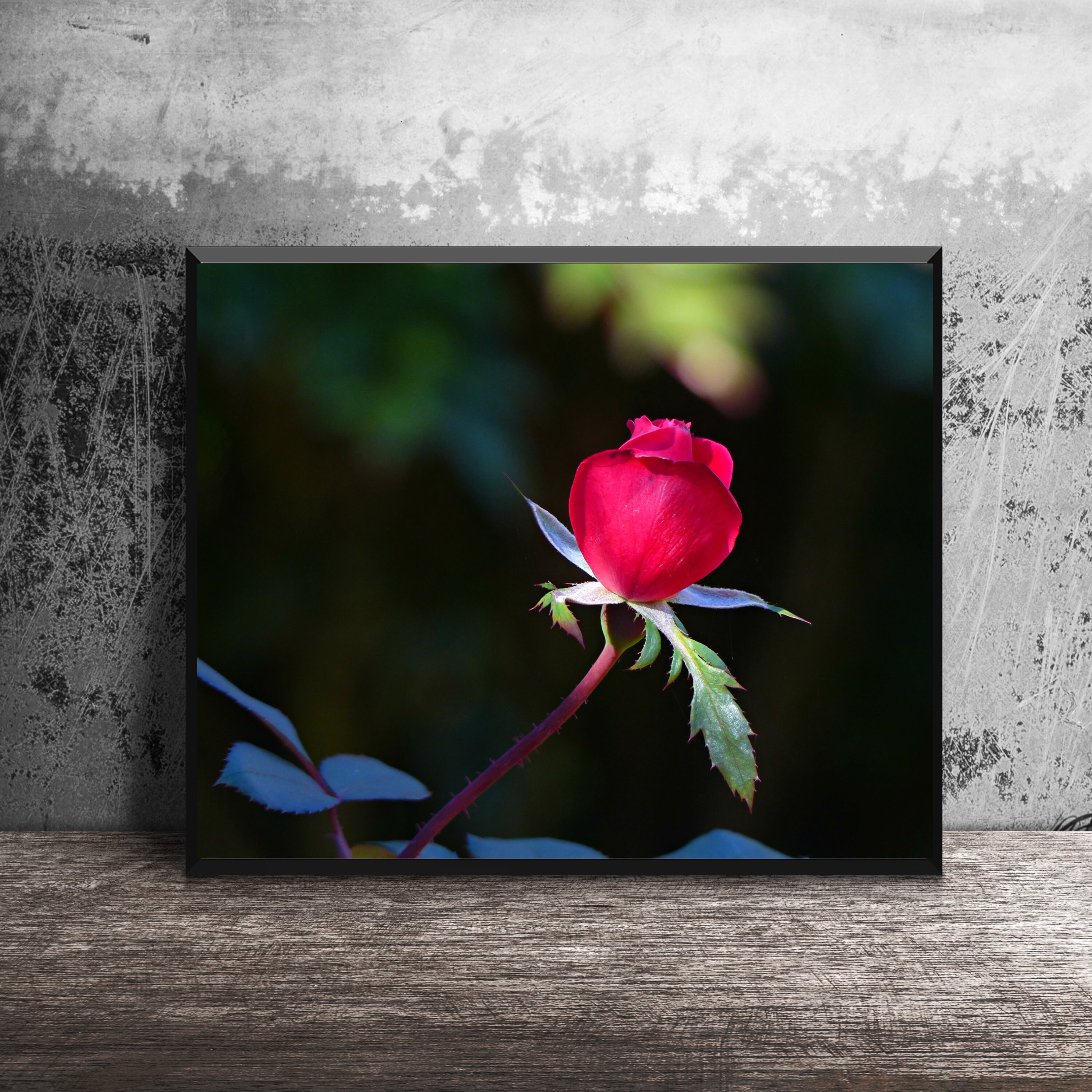 Single Red Rose Gift