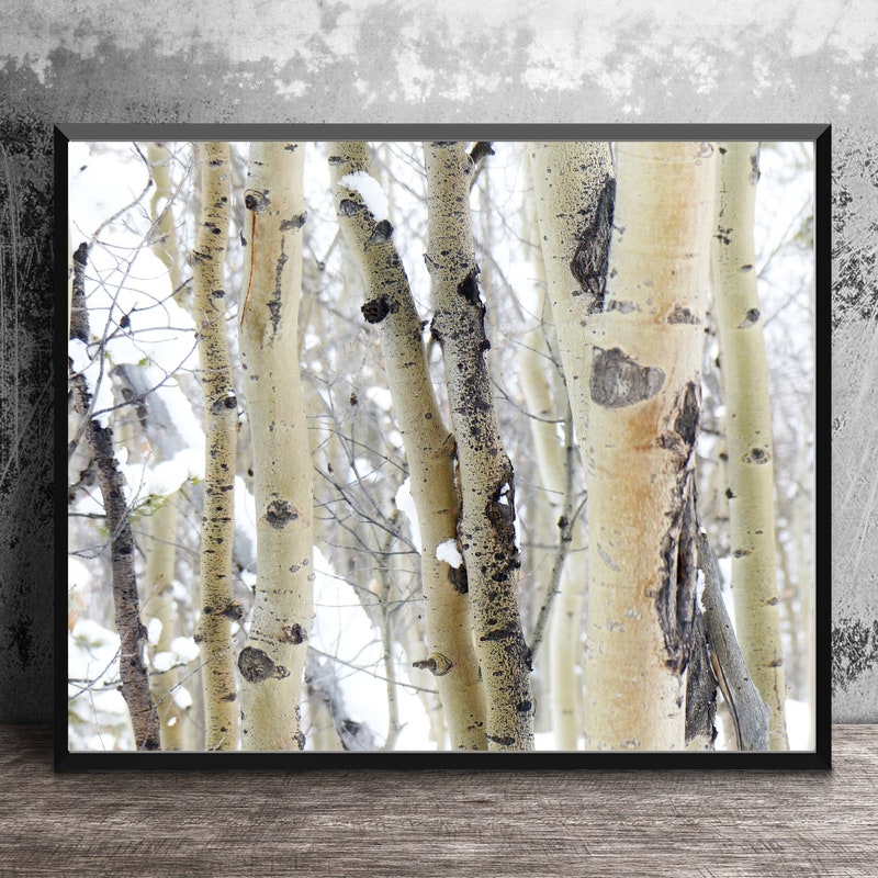 Aspen Trees - Etsy