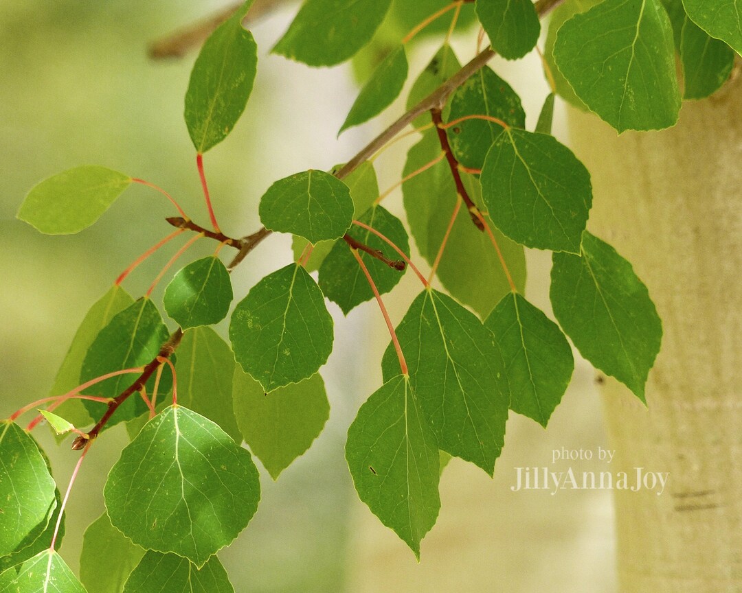 Aspen Tree Green Leaves Photo, Nature Photography, Woodland Wall Art ...