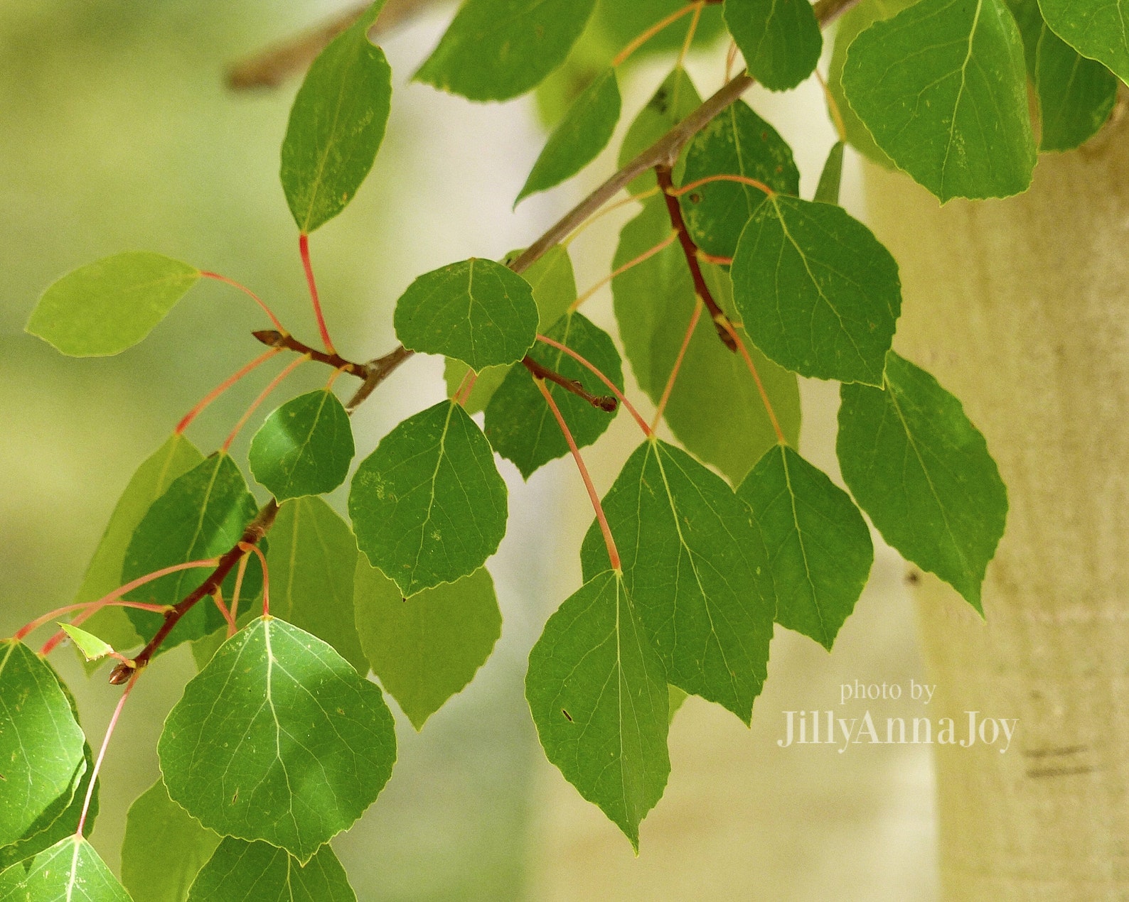 Aspen Tree Green Leaves Photo Nature Photography Woodland - Etsy