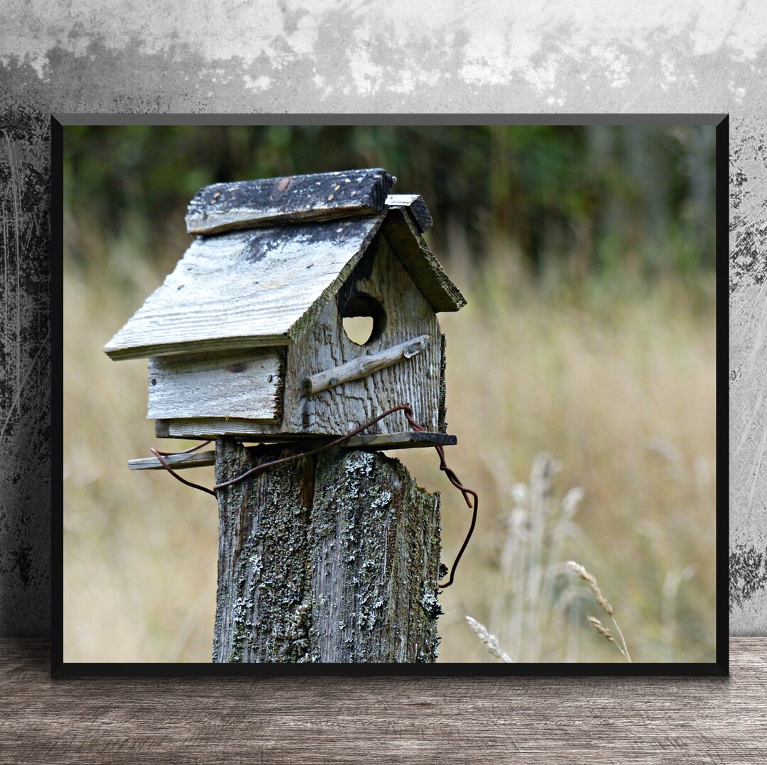 Bird House Photo, Photo Art, Nature Photography, Bird House Picture ...