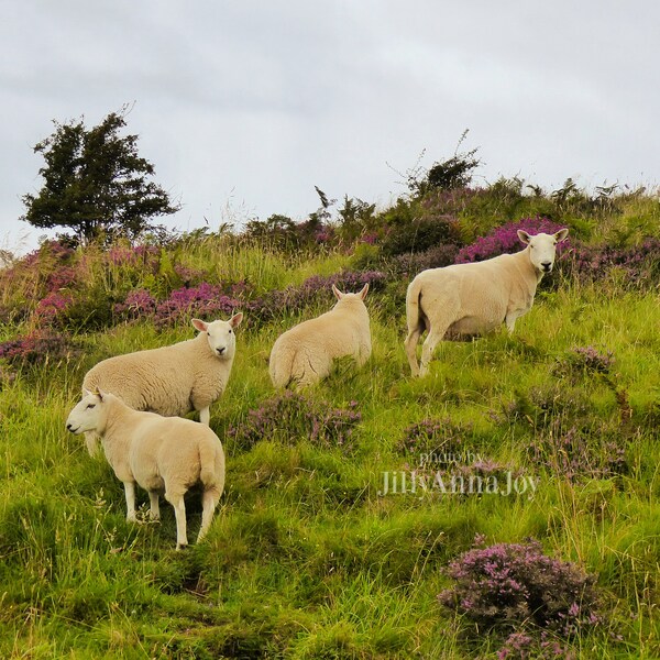 Scottish Heather - Etsy