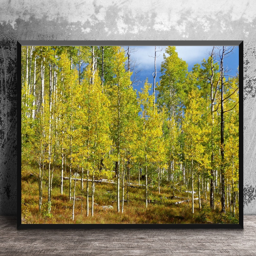Aspen Trees Photo, Photo Print, Aspen Print, Fall Colors, Home Decor ...