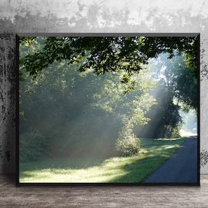 Sun Rays Photo, Nature Photography, Forest Light, Photo Print, Trees in ...