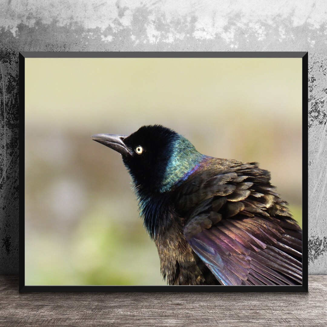 Common Grackle Close up Profile Photo, Bird up Close, Ruffled Feathers ...