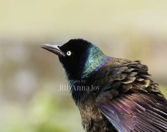 Grackle - Etsy