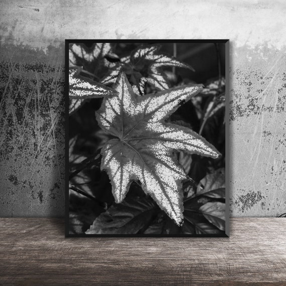 Photo Print Star Shaped Leaf Botanical Print Nature - Etsy.de