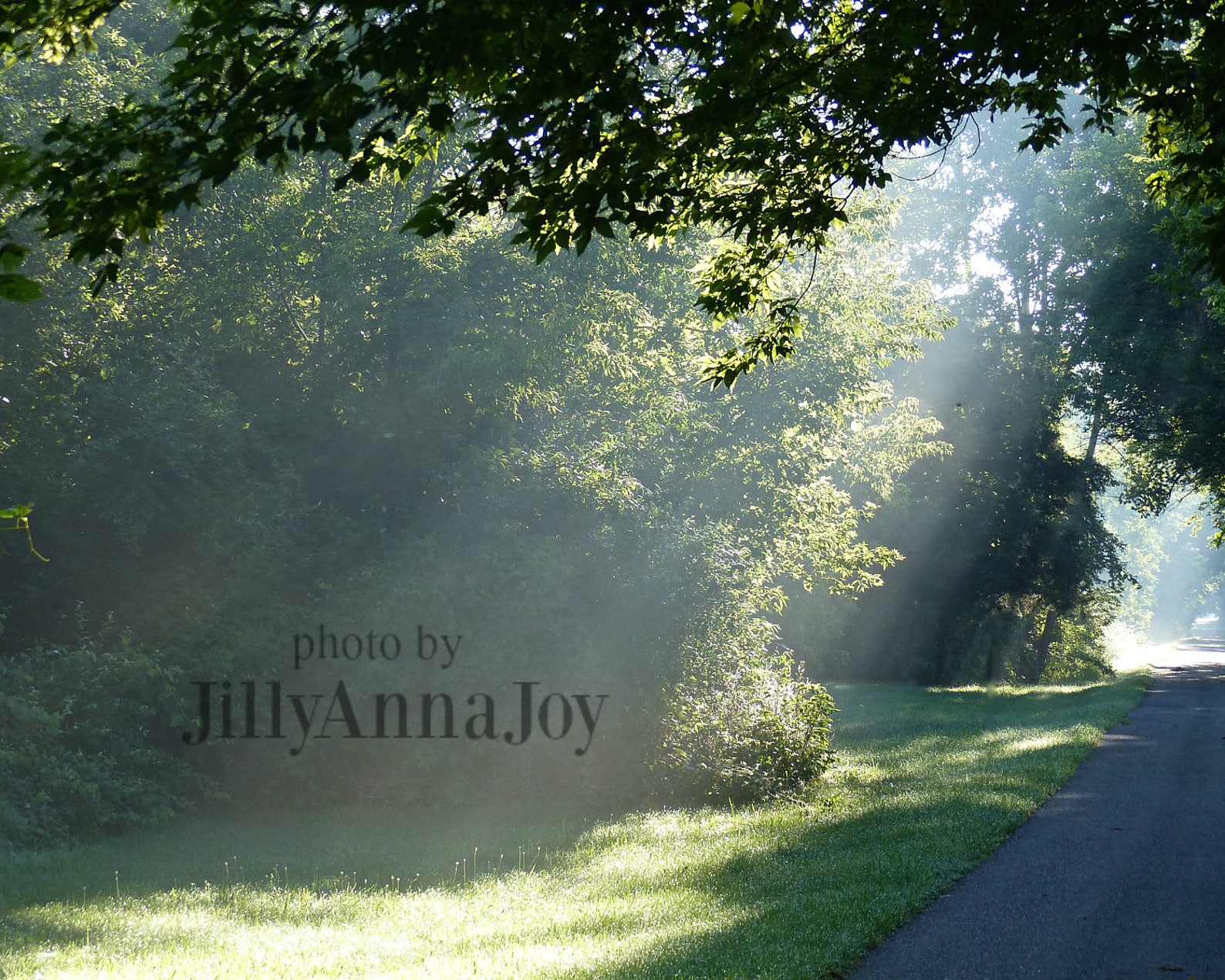 Sun Rays Photo Nature Photography Forest Light Photo Print - Etsy