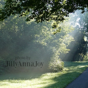 Sun Rays Photo, Nature Photography, Forest Light, Photo Print, Trees in ...