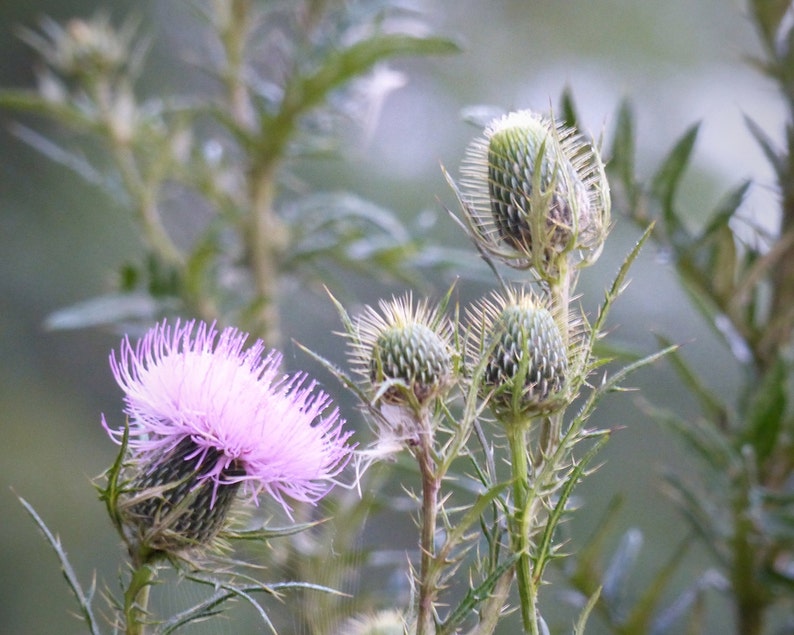Field Thistle Nature Photography Photo Print Cottage Decor - Etsy