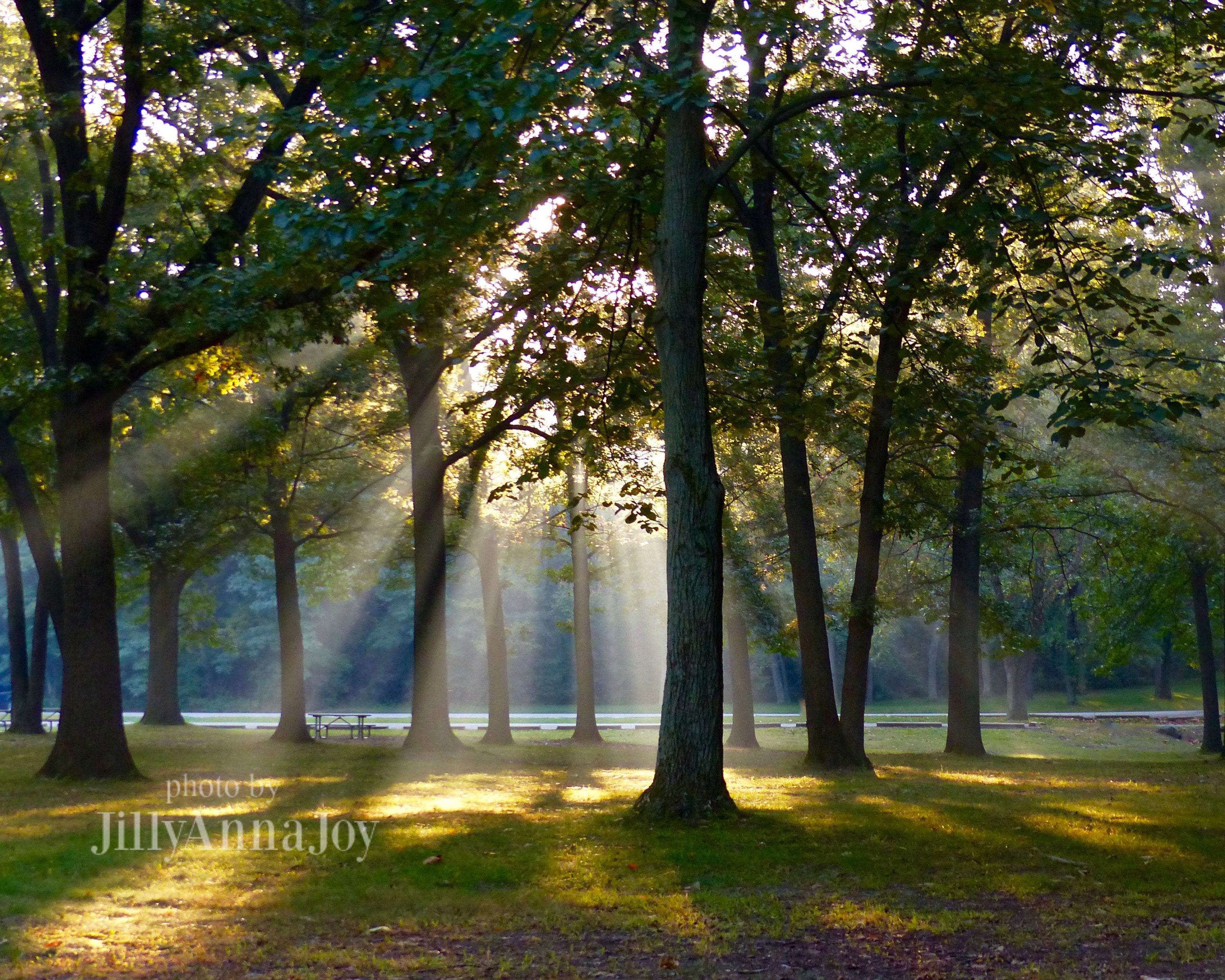 Sunlight Rays Through Trees