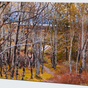 Aspen in Yellowstone - Photo in Yellowstone National Park ( Print ...