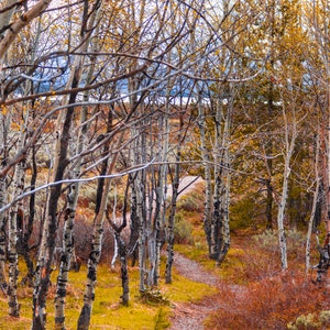 Aspen in Yellowstone - Photo in Yellowstone National Park ( Print ...