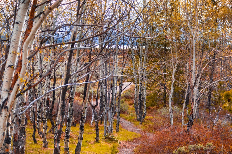 Aspen in Yellowstone - Photo in Yellowstone National Park ( Print ...