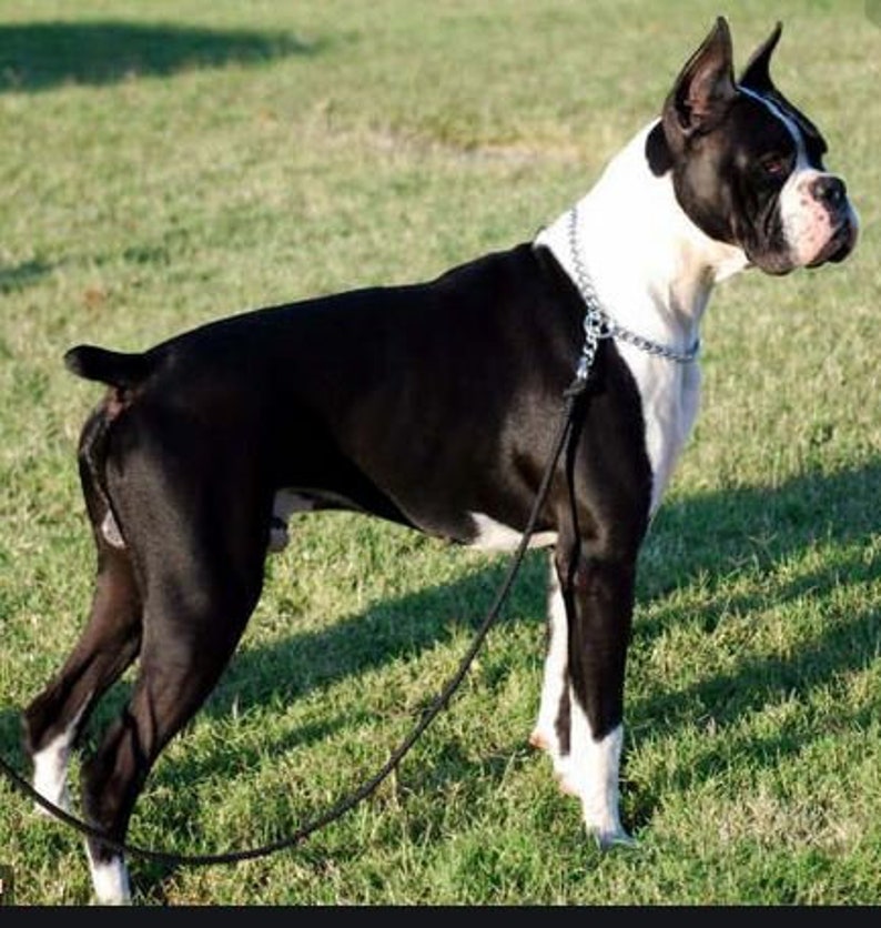 BOXER with Pups Family Shiny Silicone Mold / Family Dog / | Etsy