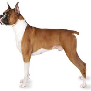 BOXER With Pups Family Shiny Silicone MOLD ONLY / Family Dog / D I Y ...