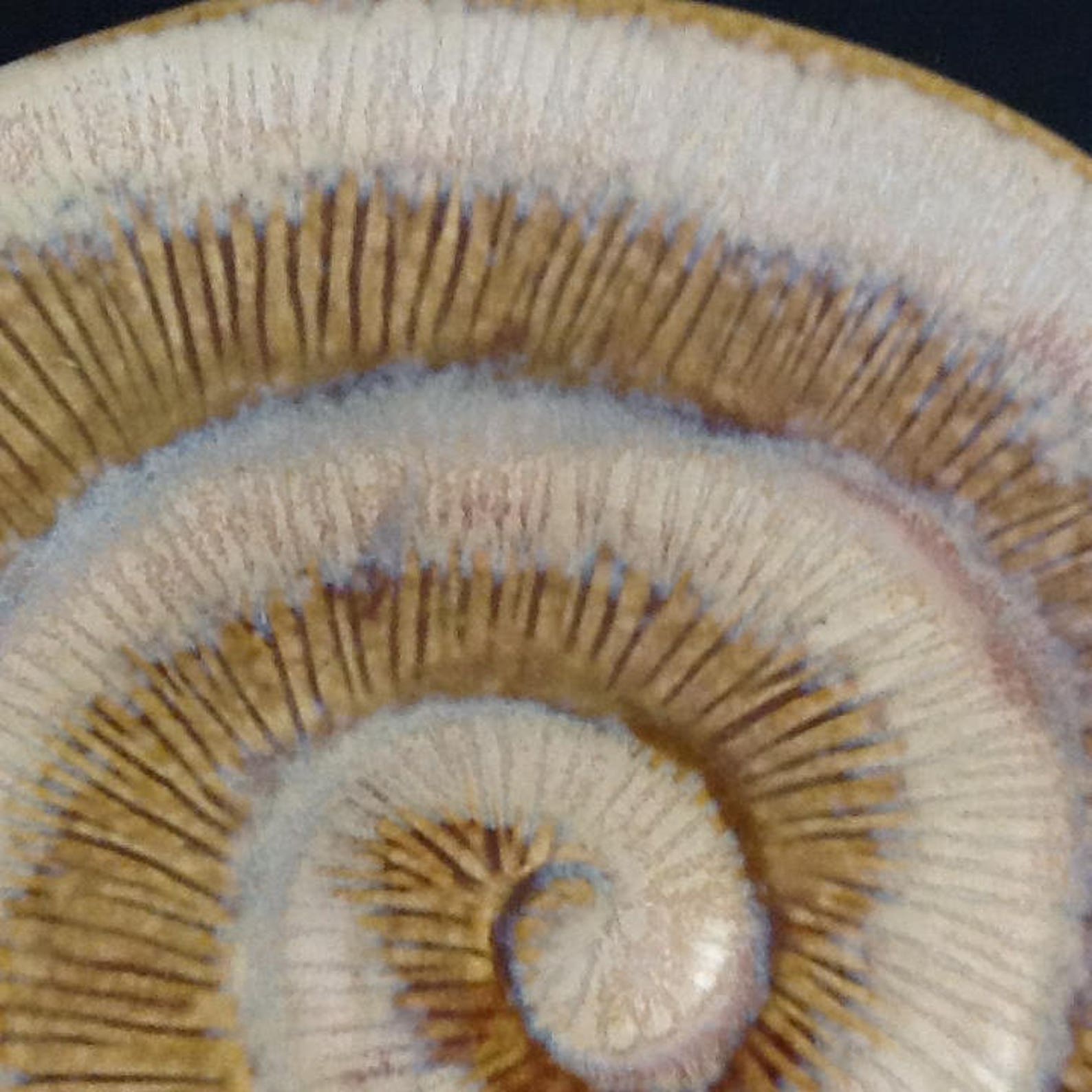 Spiral Ceramic Plate, Ammonite Fossil Shape Vintage Pottery Dish/ Bowl ...