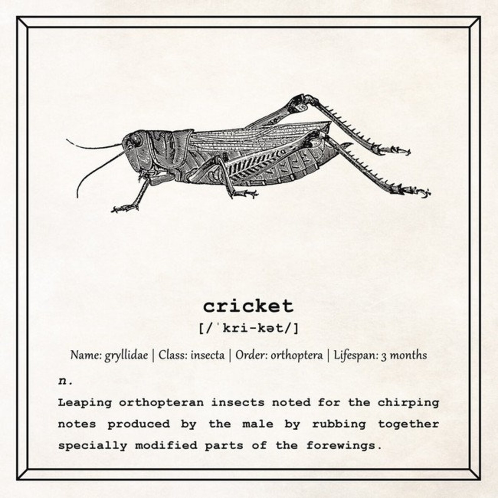 Cricket Art Dictionary Print Cricket Definition Scientist - Etsy