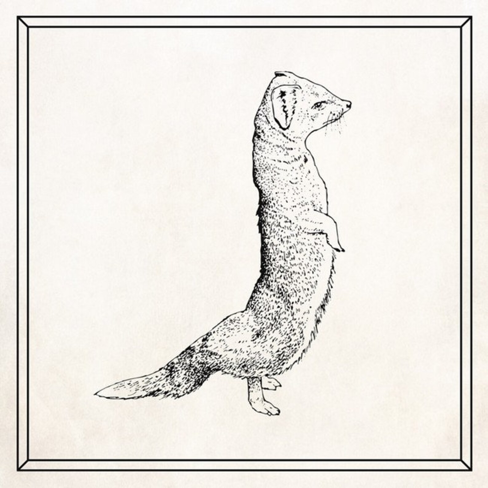 Mongoose Wall Art, Large Mongoose Wall Art, Scientist Gift, Science ...