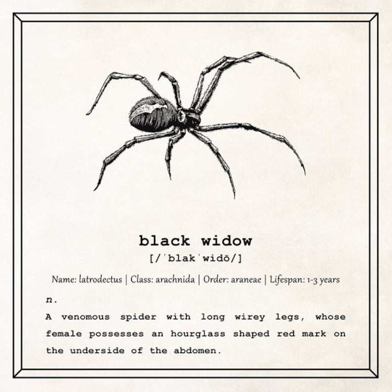 Black Widow Art, Dictionary Print, Black Widow Definition, Scientist ...
