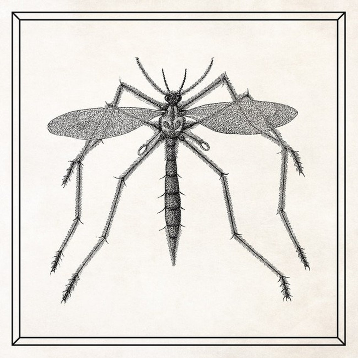 Mosquito Wall Art Insect Wall Art Scientist Gift Science - Etsy