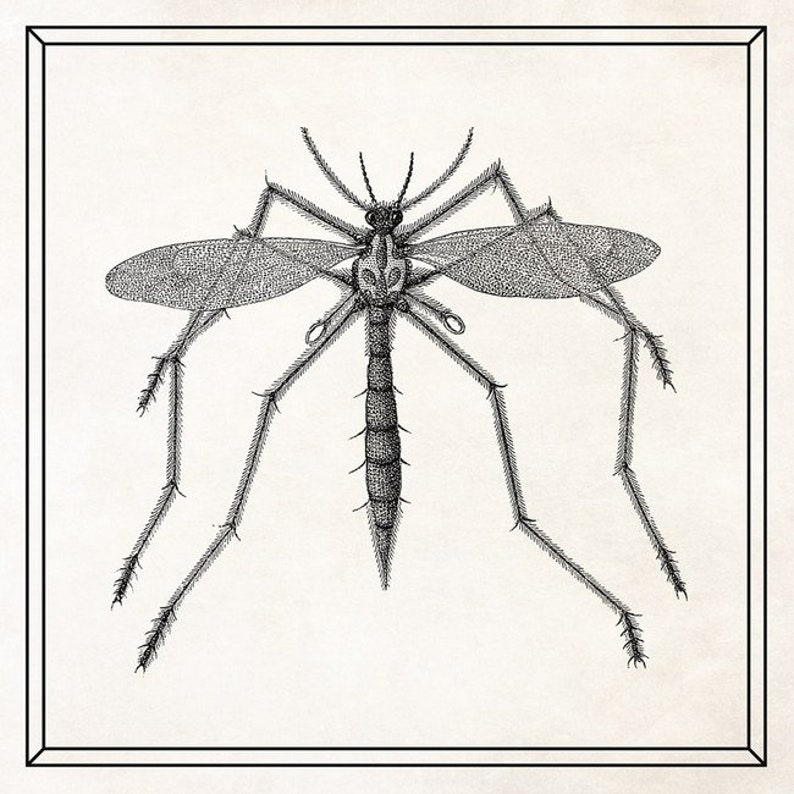 Mosquito Wall Art Insect Wall Art Scientist Gift Science - Etsy