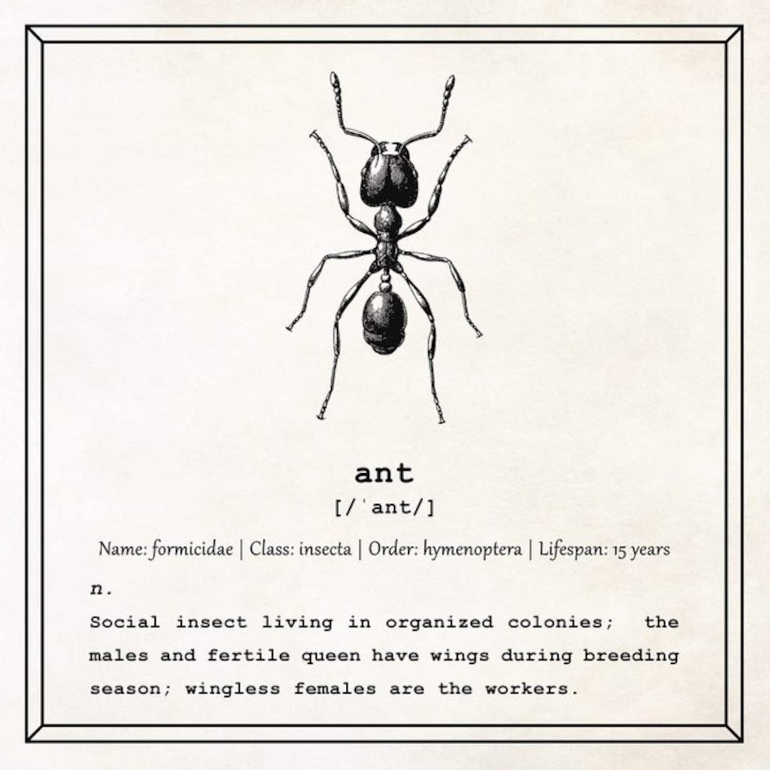 Ant Wall Art, Dictionary Print, an Ant Definition, Scientist Gift ...