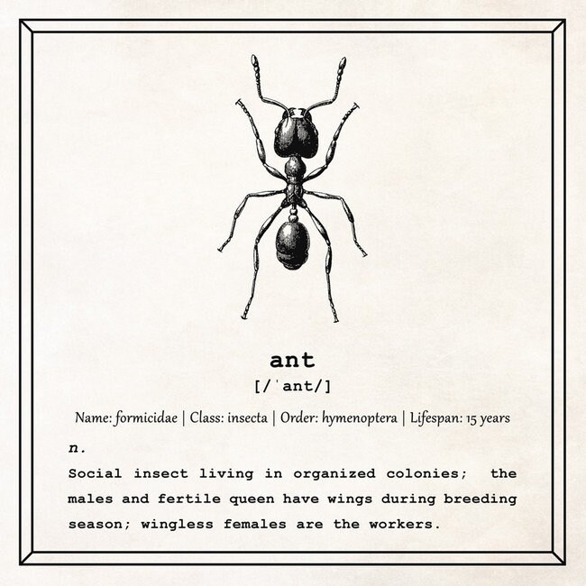 Ant Wall Art, Dictionary Print, an Ant Definition, Scientist Gift ...