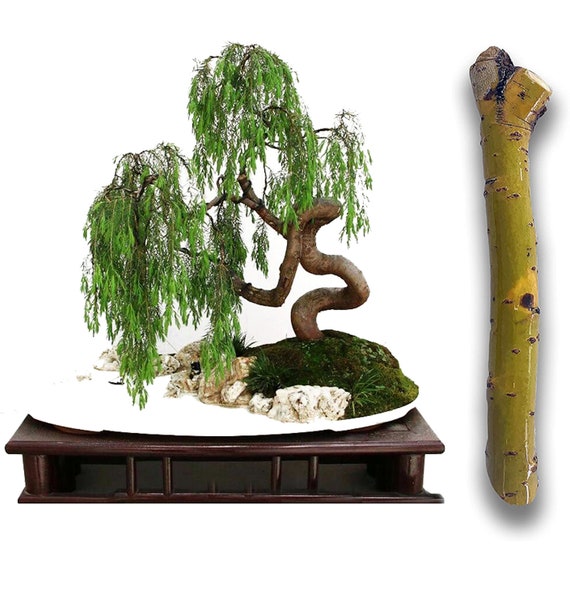 Dwarf Date Palm Bonsai