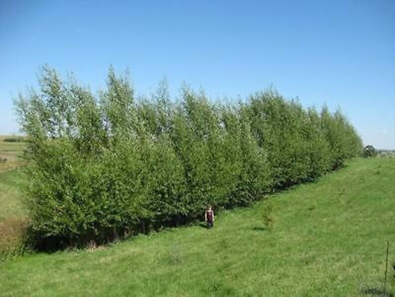 6 Hybrid Willow Austree Cuttings Fast Growing Privacy Shade Etsy