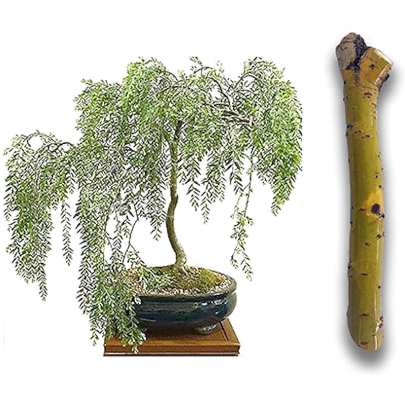 Willow Bonsai Tree - Etsy