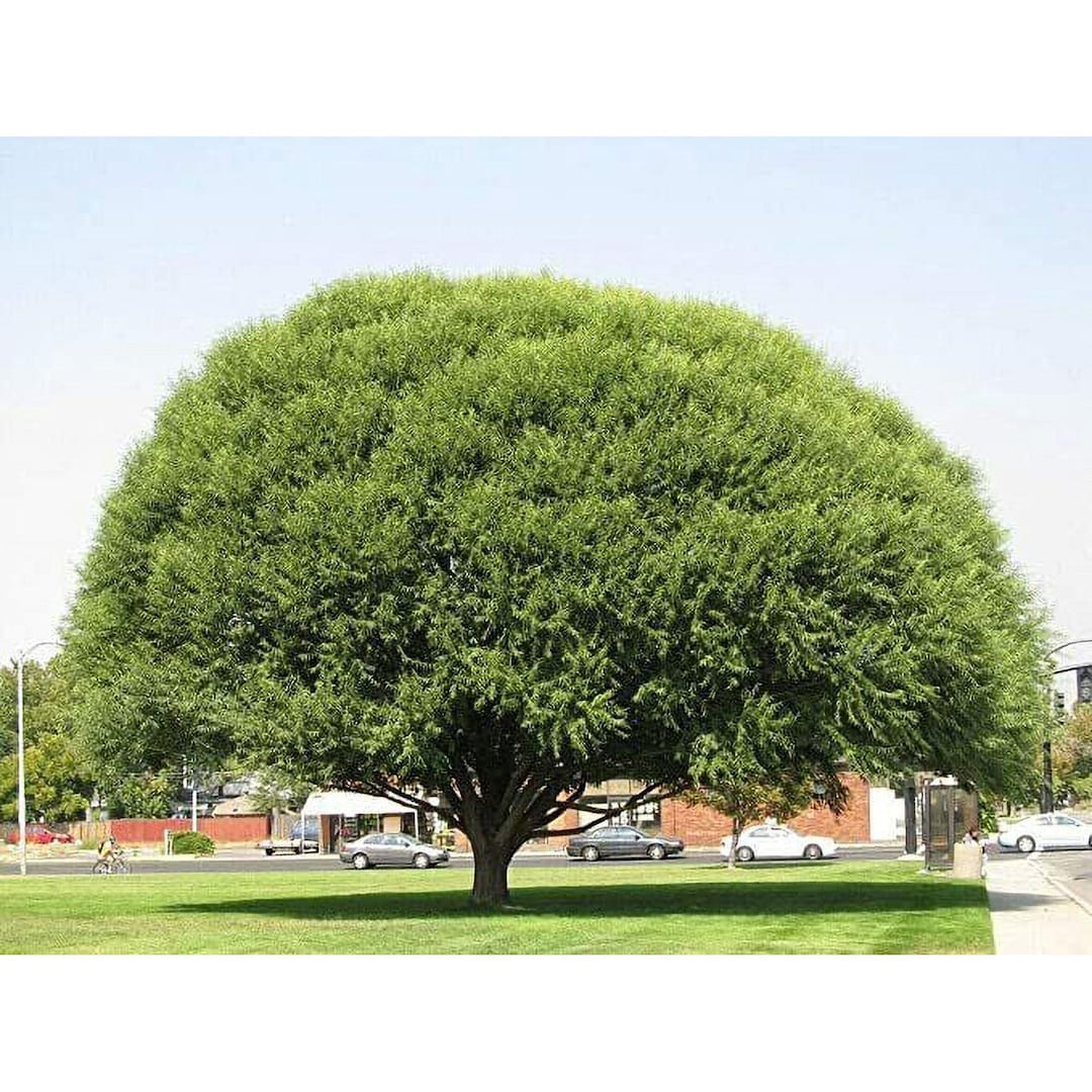 4 Globe Willow Tree Starts: Fast Growing Shade & Windbreak - Etsy