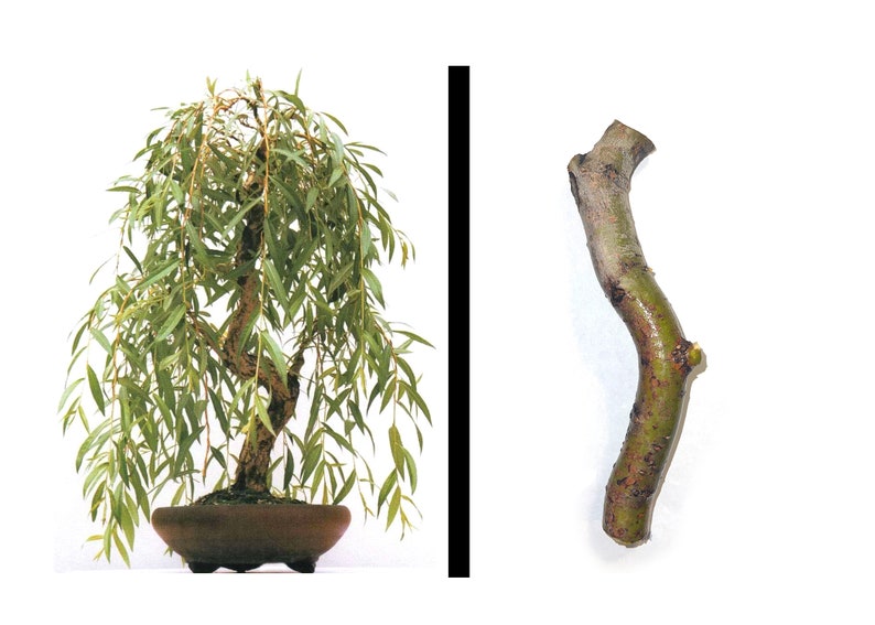 Corkscrew Willow Bonsai Tree Cutting Kit: Indoor/outdoor Live Root - Etsy