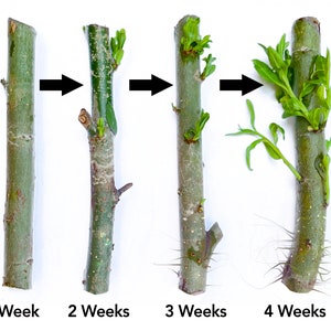 5 Globe Willow Tree Starts: Fast Growing Shade & Windbreak - Etsy