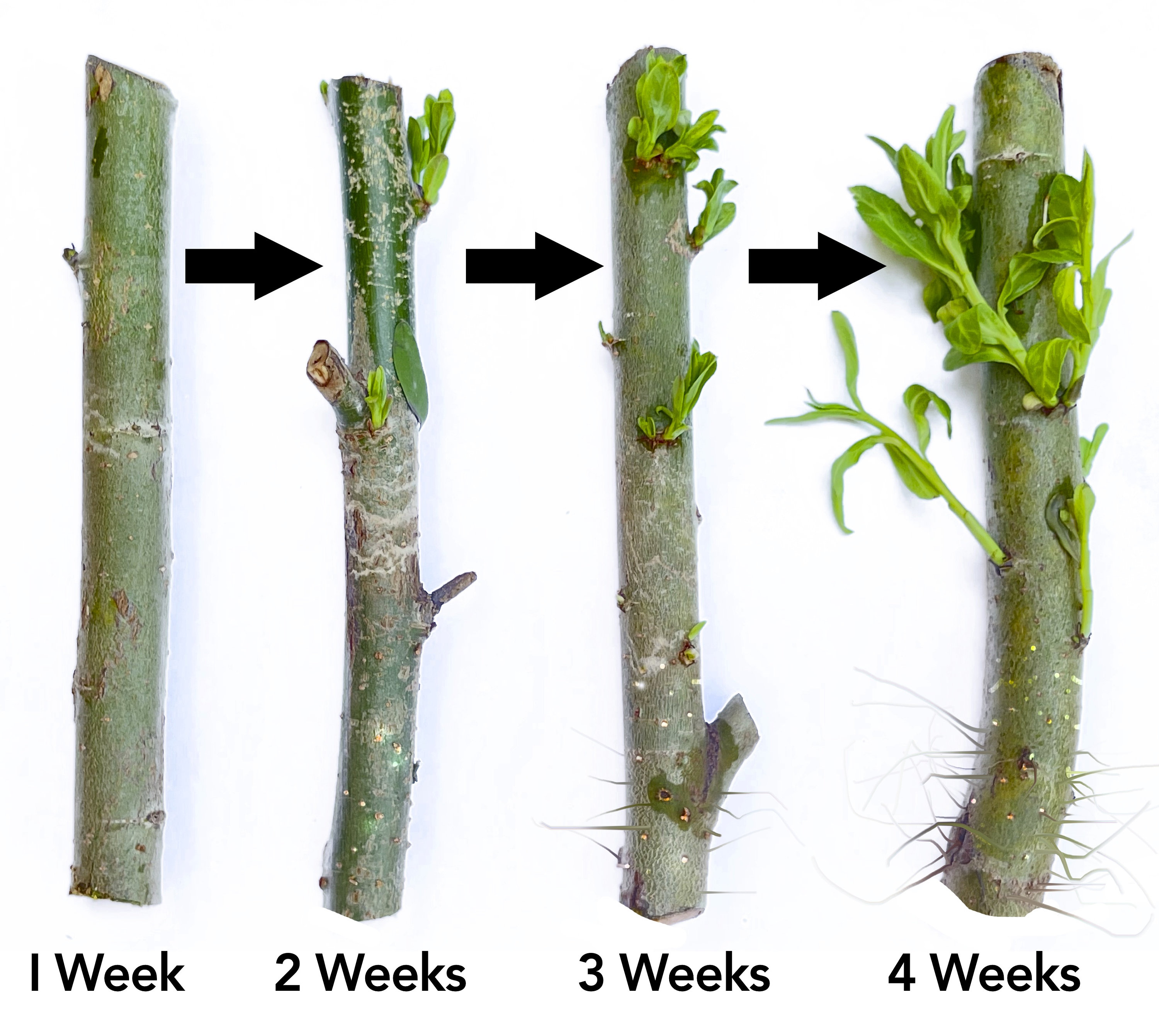 5 Corkscrew Willow Tree Starts: Fast Growing Shade & Windbreak - Etsy
