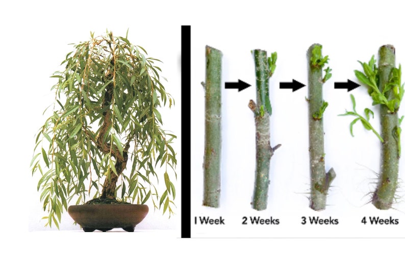 Corkscrew Willow Bonsai Tree Cutting Kit: Indoor/outdoor Live Root - Etsy
