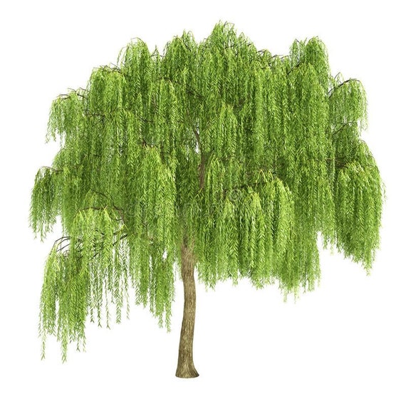 Dwarf Weeping Willow