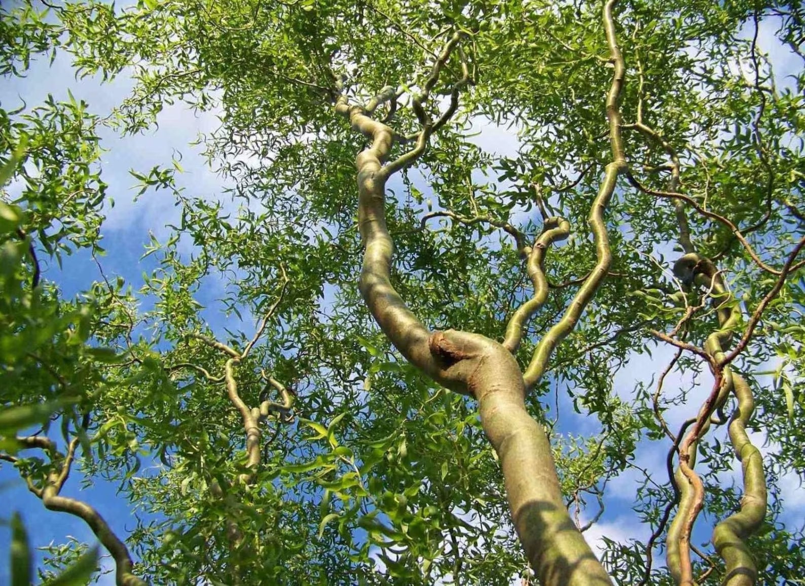 5 Corkscrew Willow Tree Starts: Fast Growing Shade & Windbreak - Etsy