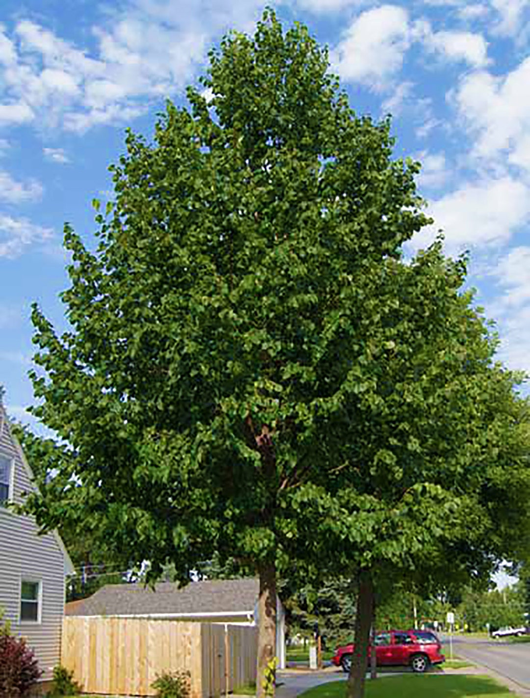 Hybrid Poplar Tree