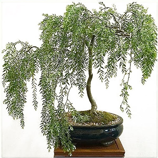 Willow Bonsai Tree - Etsy