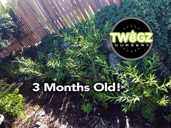 Weeping Willow Tree Live Plant 18 Hybrid Willow Trees - Privacy Trees ...