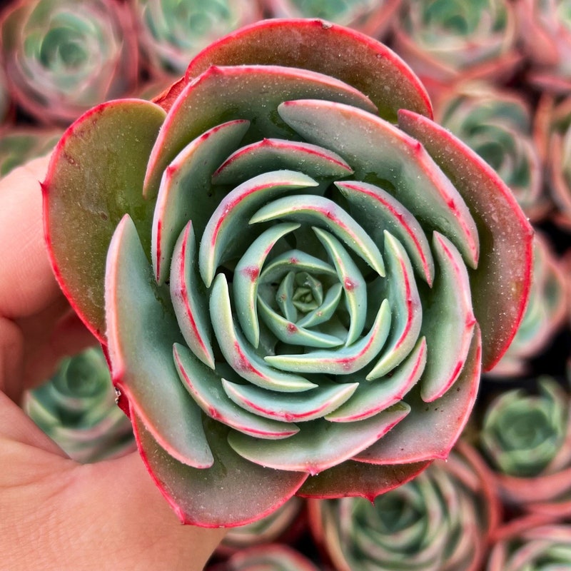 Rare Succulents - Etsy