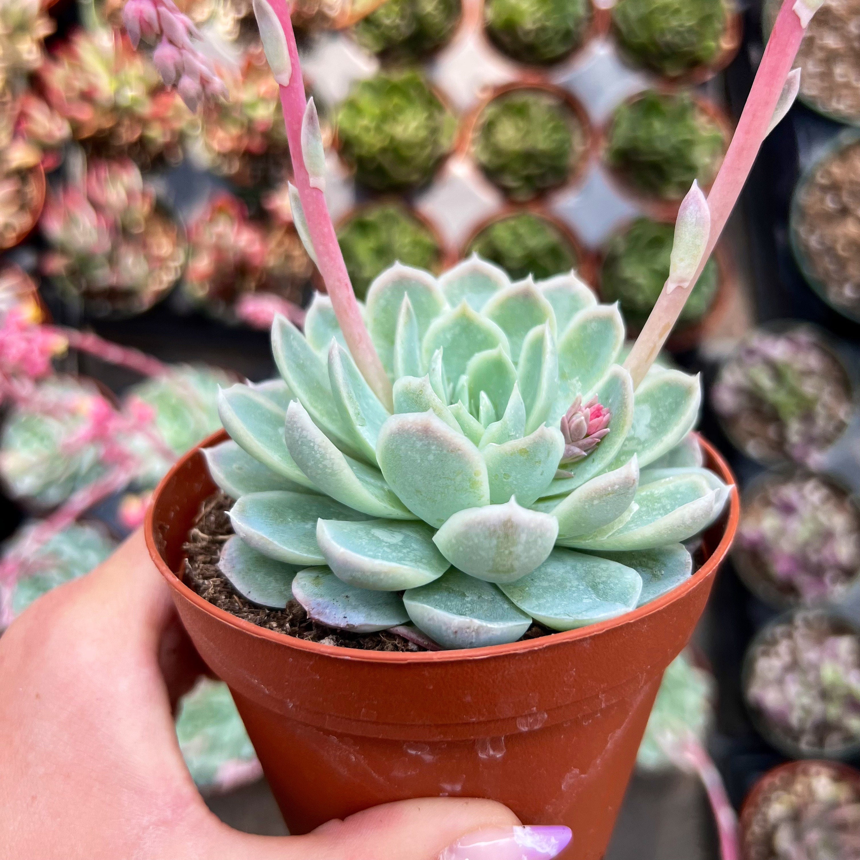 echeveria elegans Succulents Gardening & Plants Home & Hobby etna.com.pe