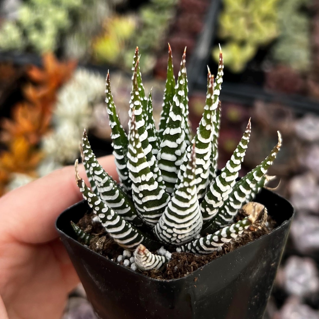 2” Haworthia Attenuata Zebra Plant / Indoor Low Light Succulent - Etsy
