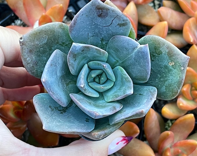 Echeveria ‘princess Blue’ – Powdery Blue-green Rosette | Live Succulent ...
