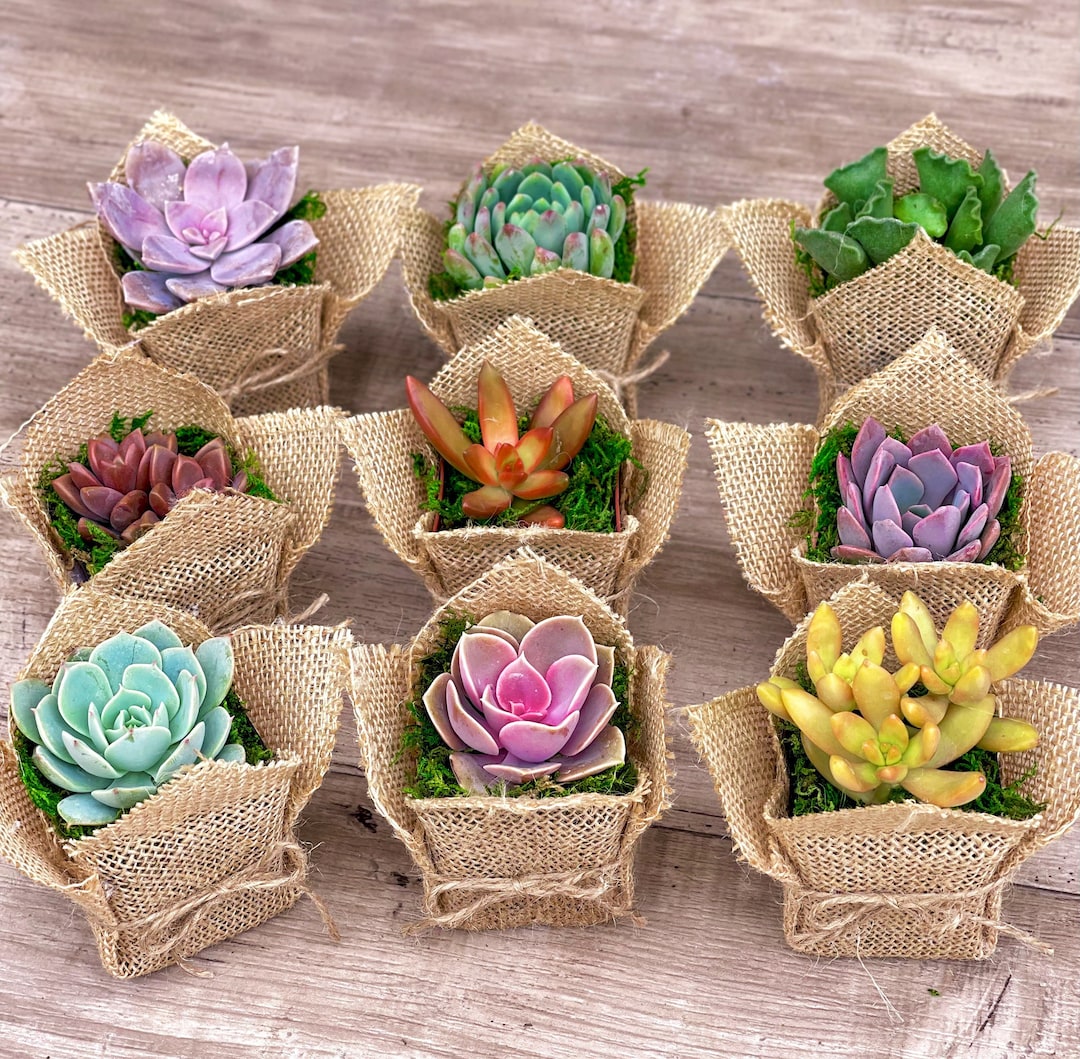 Burlap Wrapped Succulent: Rustic Party Favor - Etsy