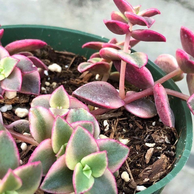 Crassula Pellucida Variegata / Pink Calico Kitten - Etsy